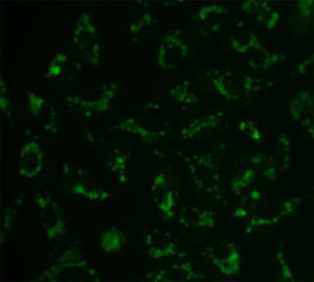 Fluorescent Mitochondria U2OS Cell Line – Cells Online