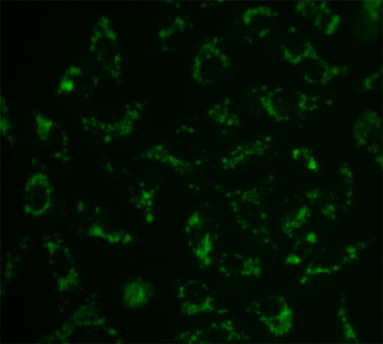 Fluorescent Mitochondria U2OS Cell Line – Cells Online