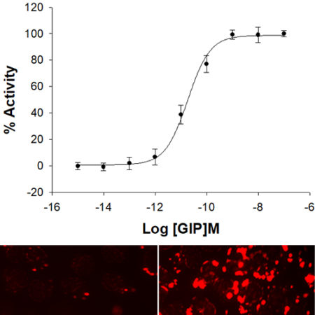 U2OS Cell Line Stably Expressing GIPR & cAMP – Cells Online