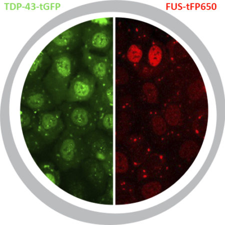 ALS Model: TDP43-FUS Cell Line – Cells Online