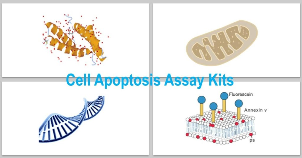Cell Apoptosis Assay Kits – Cells Online