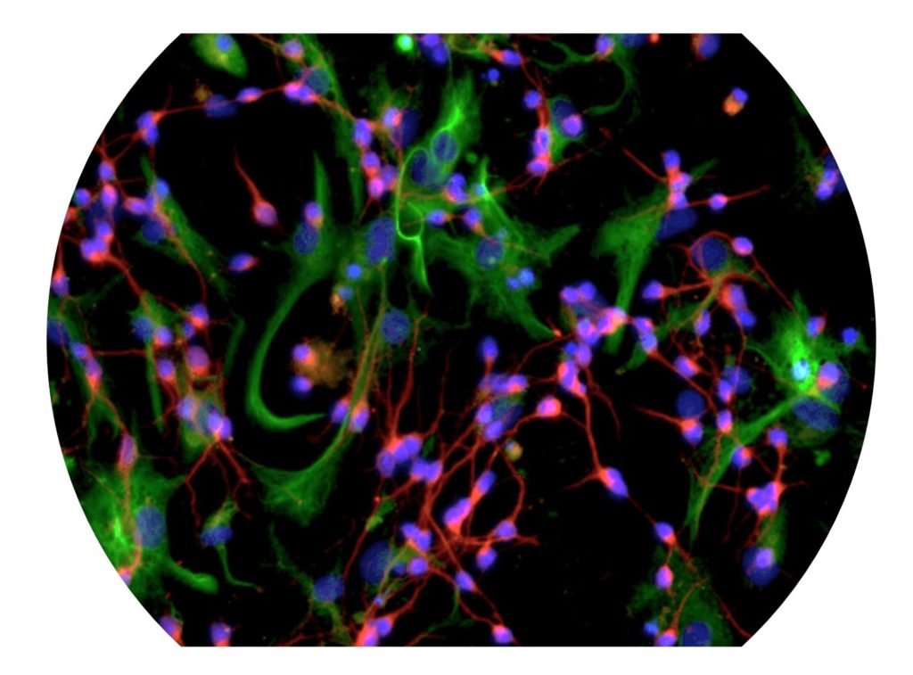 Cell Functional Assay Kits – Cells Online